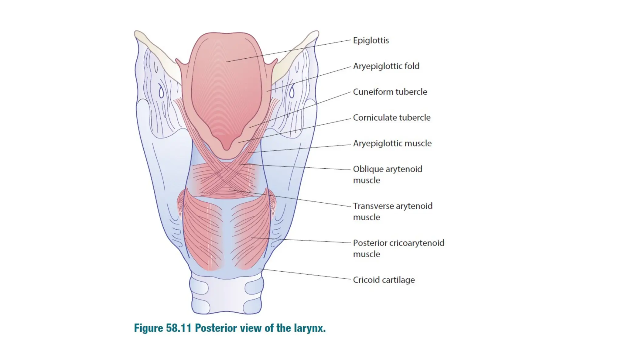 Anatomy of larynx and tracheobronchial tree | PPTX