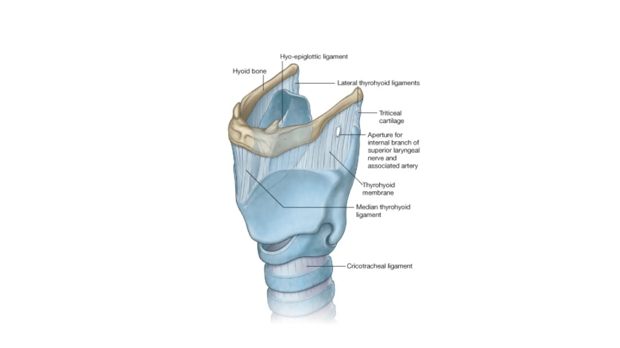 Anatomy of larynx and tracheobronchial tree | PPTX
