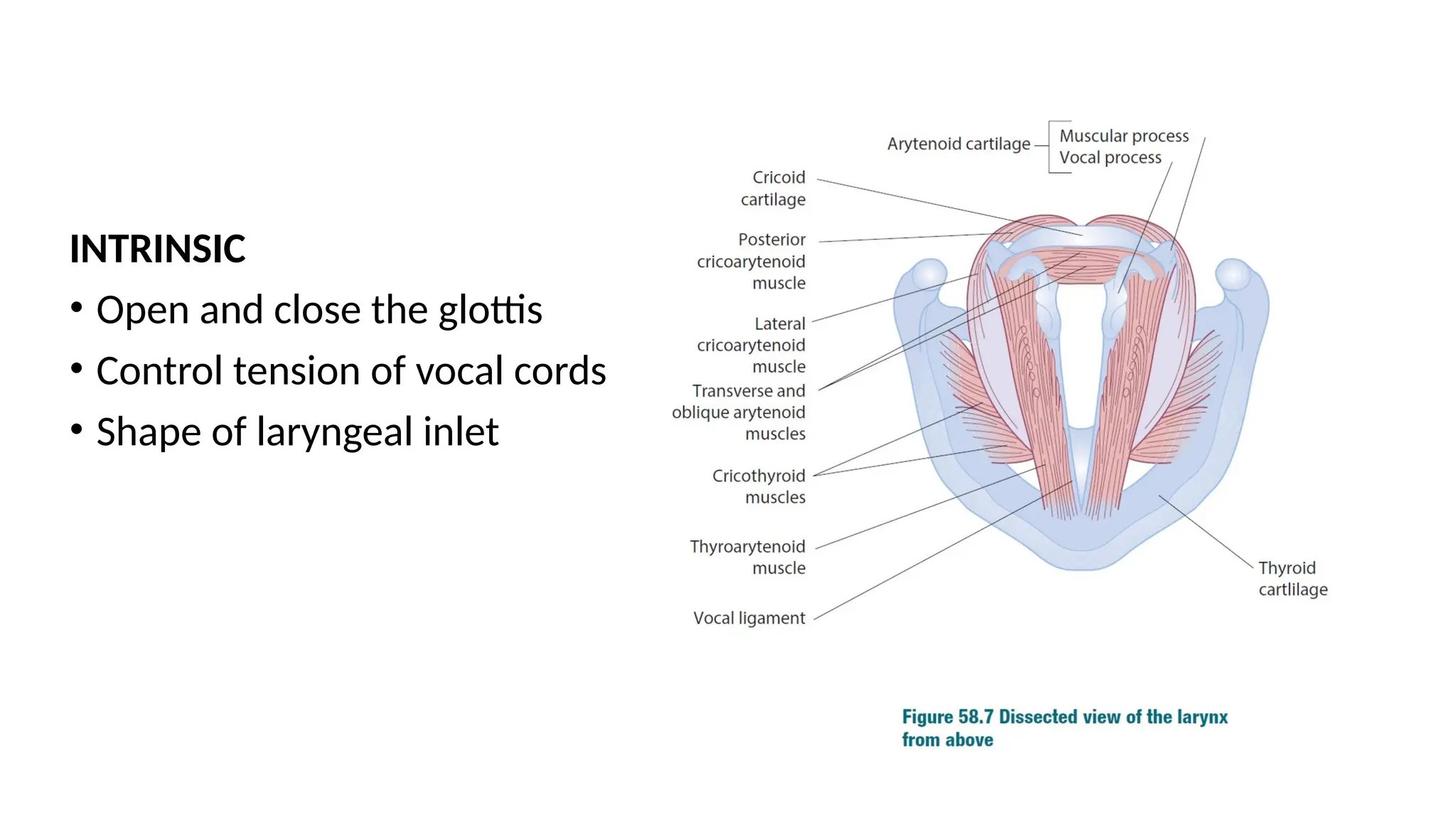 Anatomy of larynx and tracheobronchial tree | PPTX