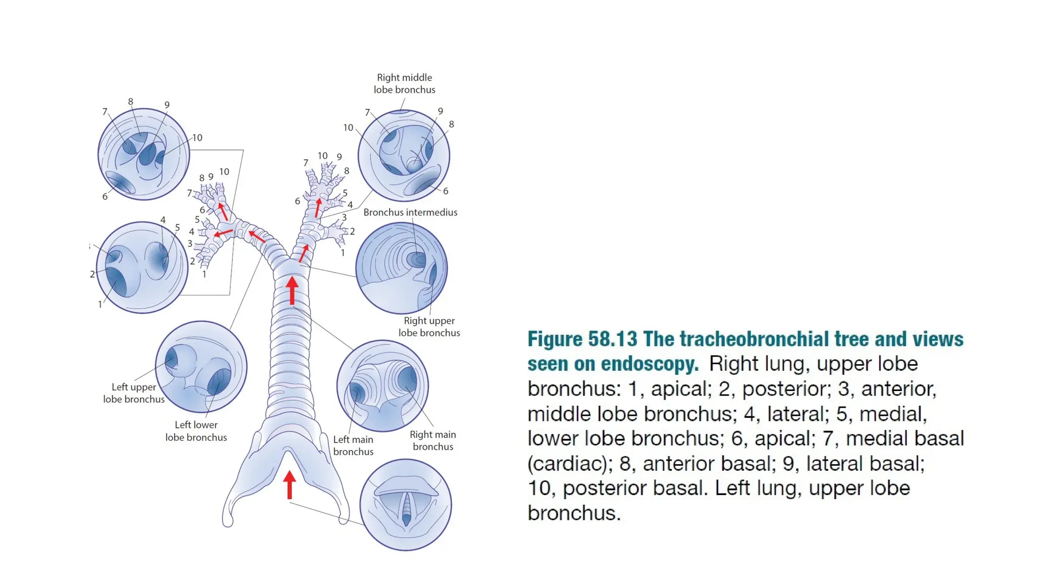Anatomy of larynx and tracheobronchial tree | PPTX