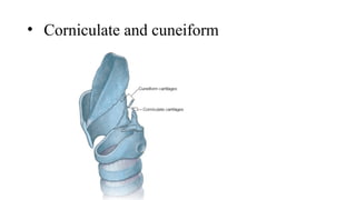 Anatomy of larynx and tracheobronchial tree | PPTX
