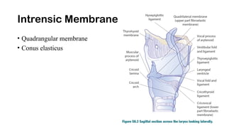 Anatomy of larynx and tracheobronchial tree | PPTX