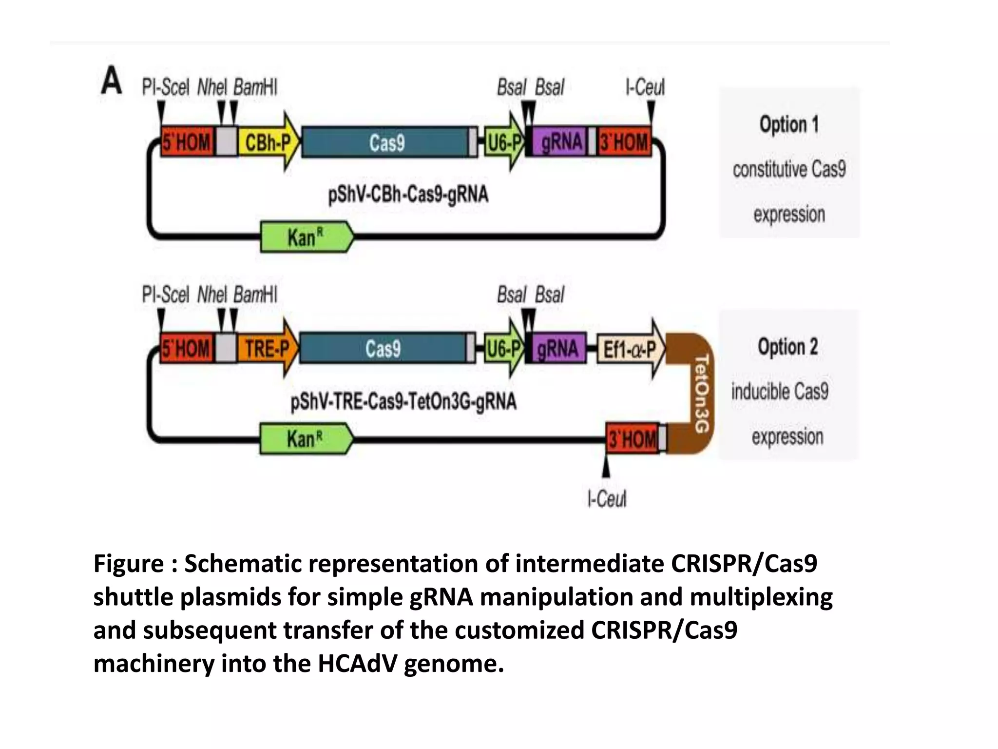 CRISPR/CAS9 ppt by sanjana pandey | PPTX | Programming Languages | Computing