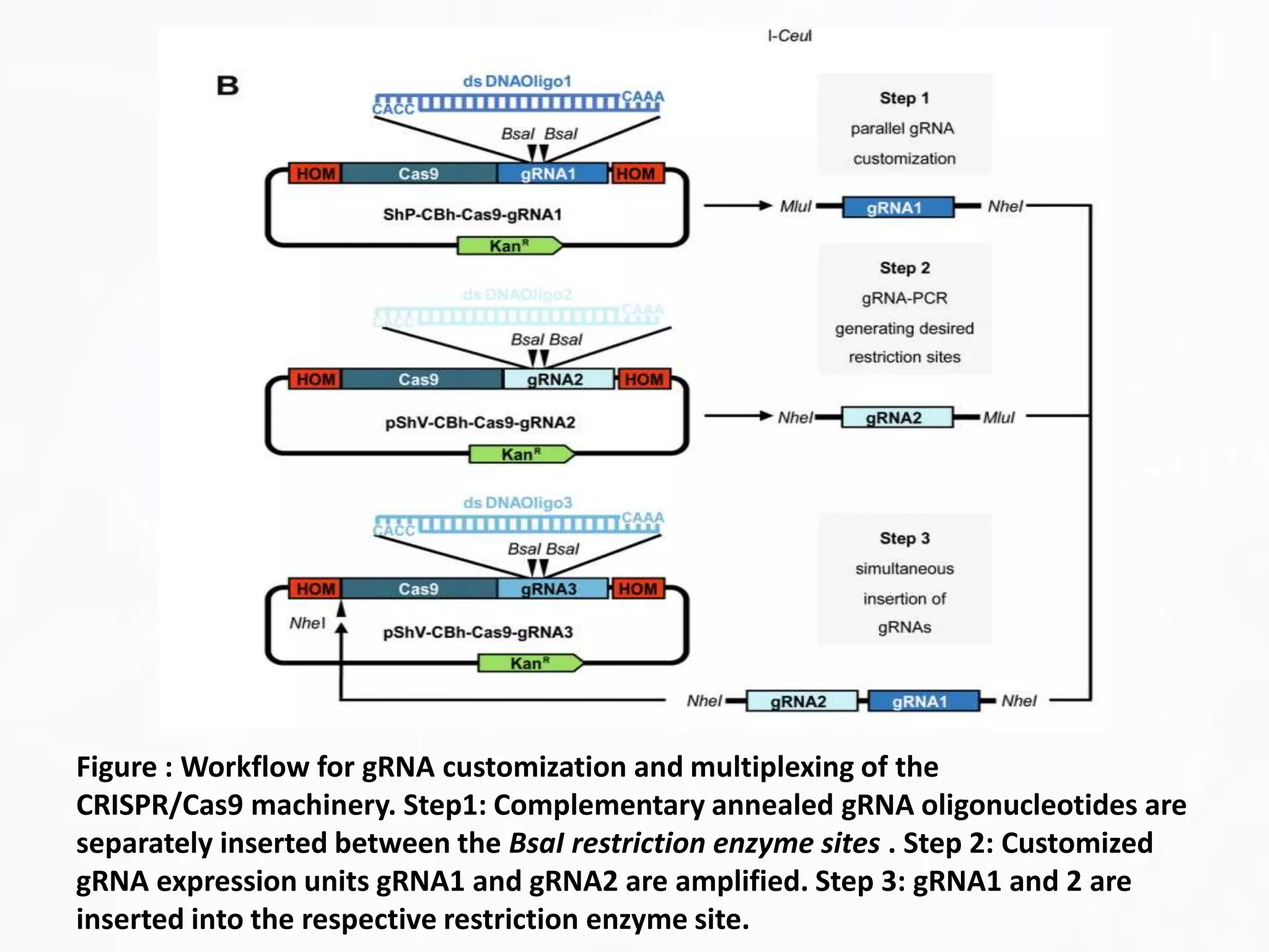 CRISPR/CAS9 ppt by sanjana pandey | PPTX | Programming Languages ...