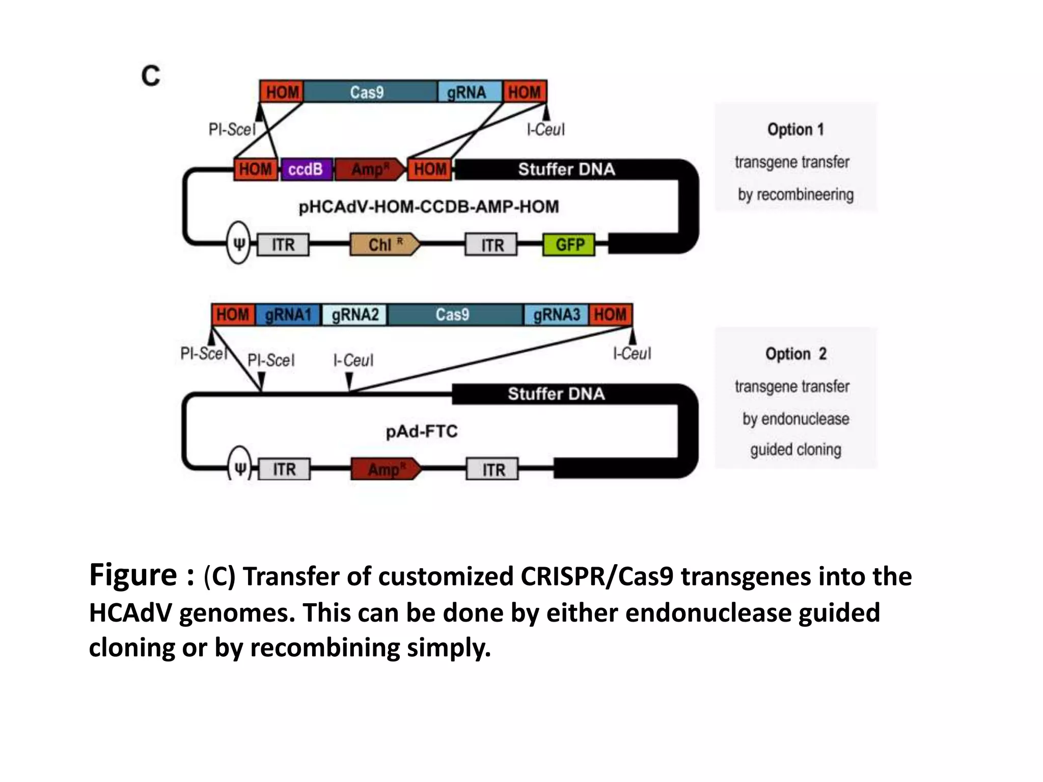 CRISPR/CAS9 ppt by sanjana pandey | PPTX | Programming Languages ...