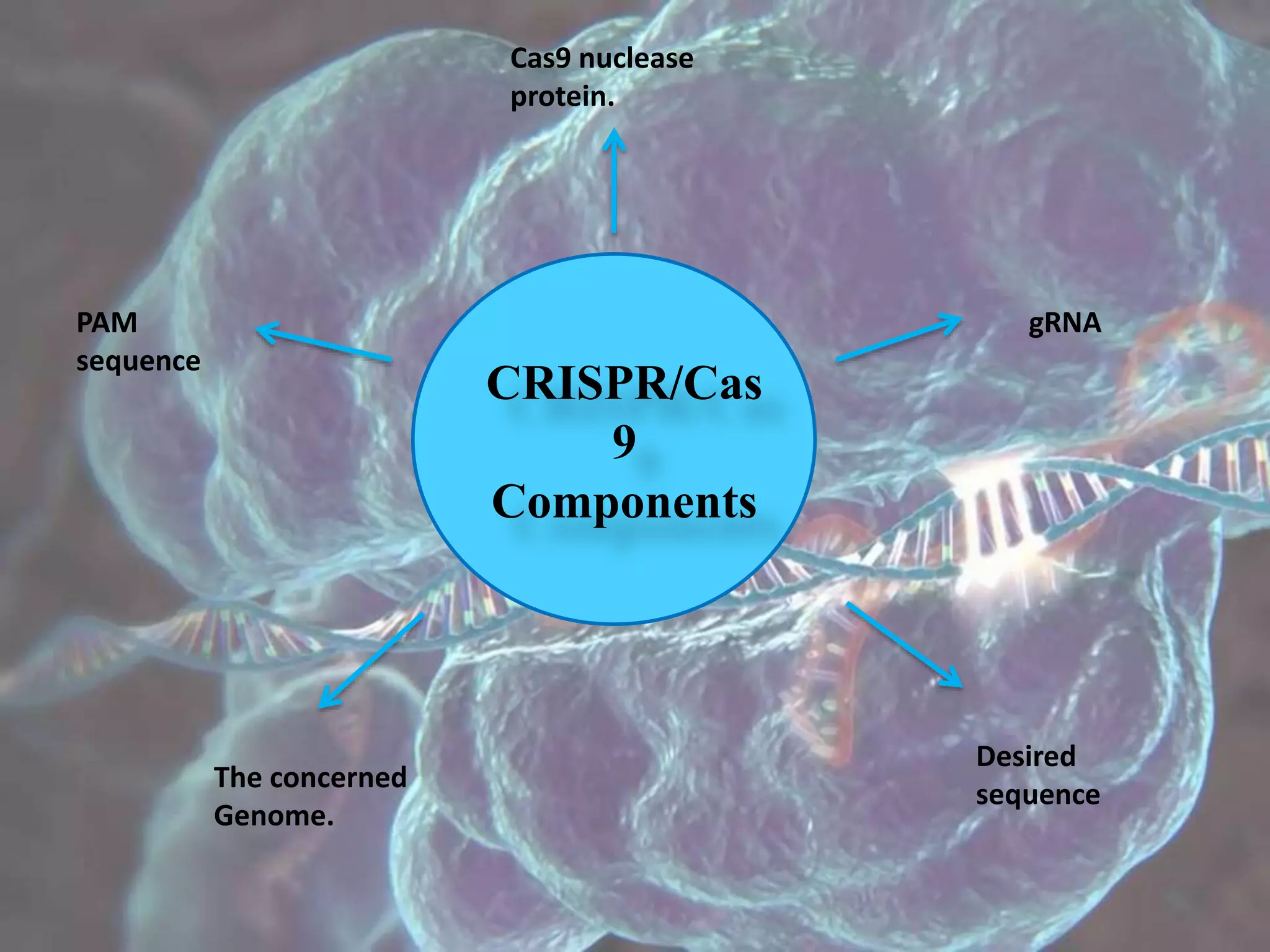 CRISPR/CAS9 ppt by sanjana pandey | PPTX | Programming Languages ...