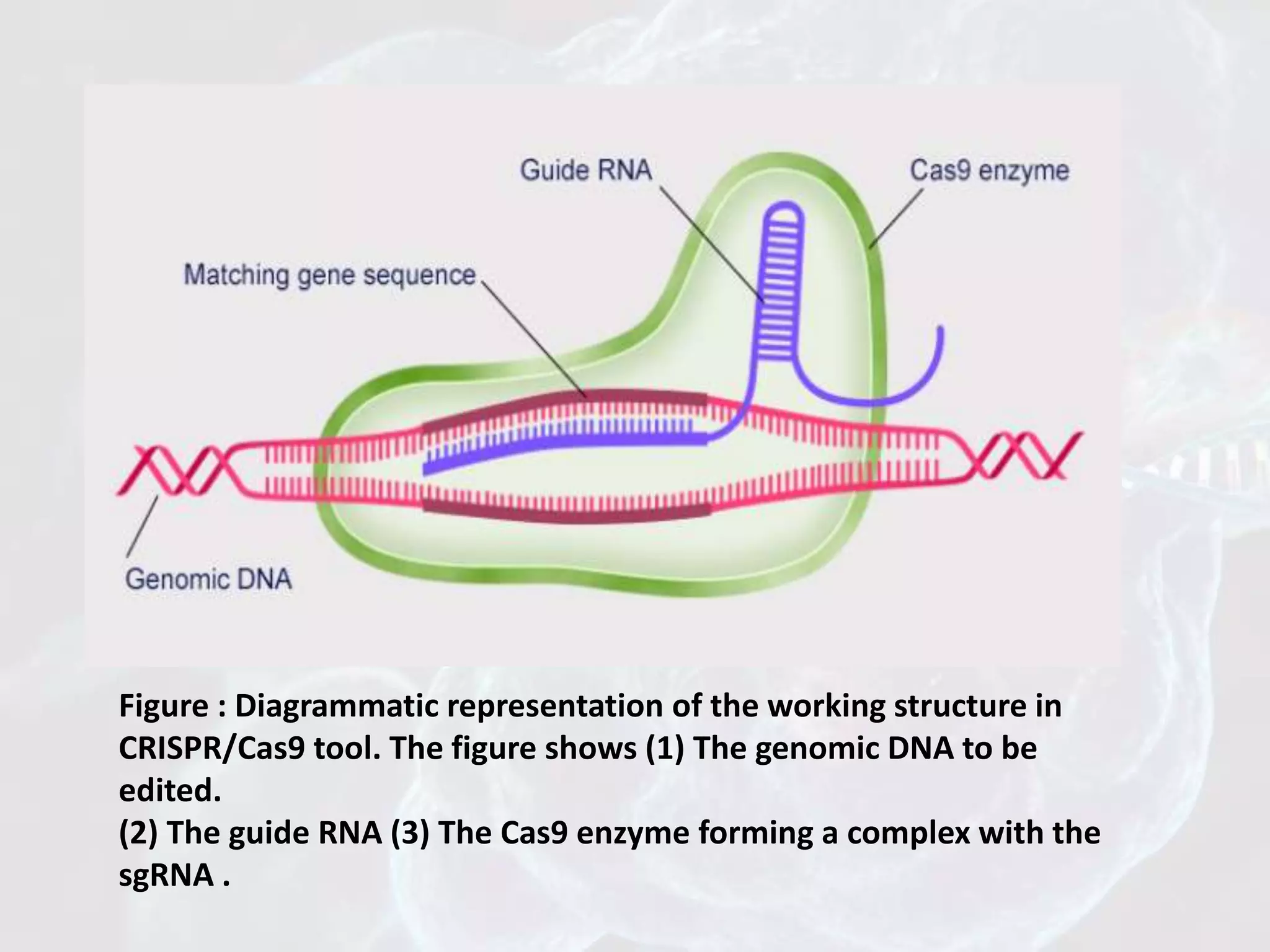CRISPR/CAS9 ppt by sanjana pandey | PPTX | Programming Languages | Computing