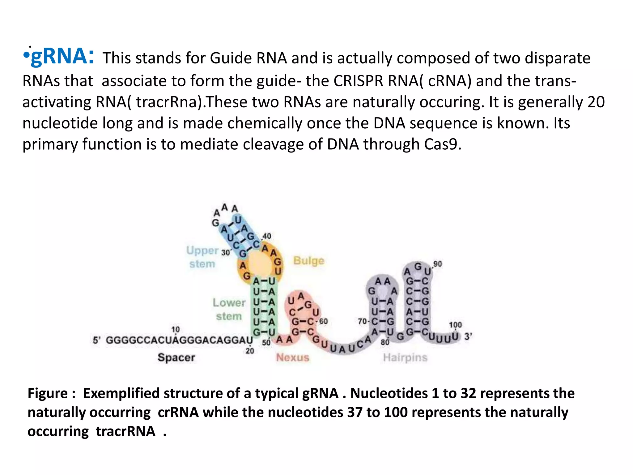CRISPR/CAS9 ppt by sanjana pandey | PPTX | Programming Languages ...