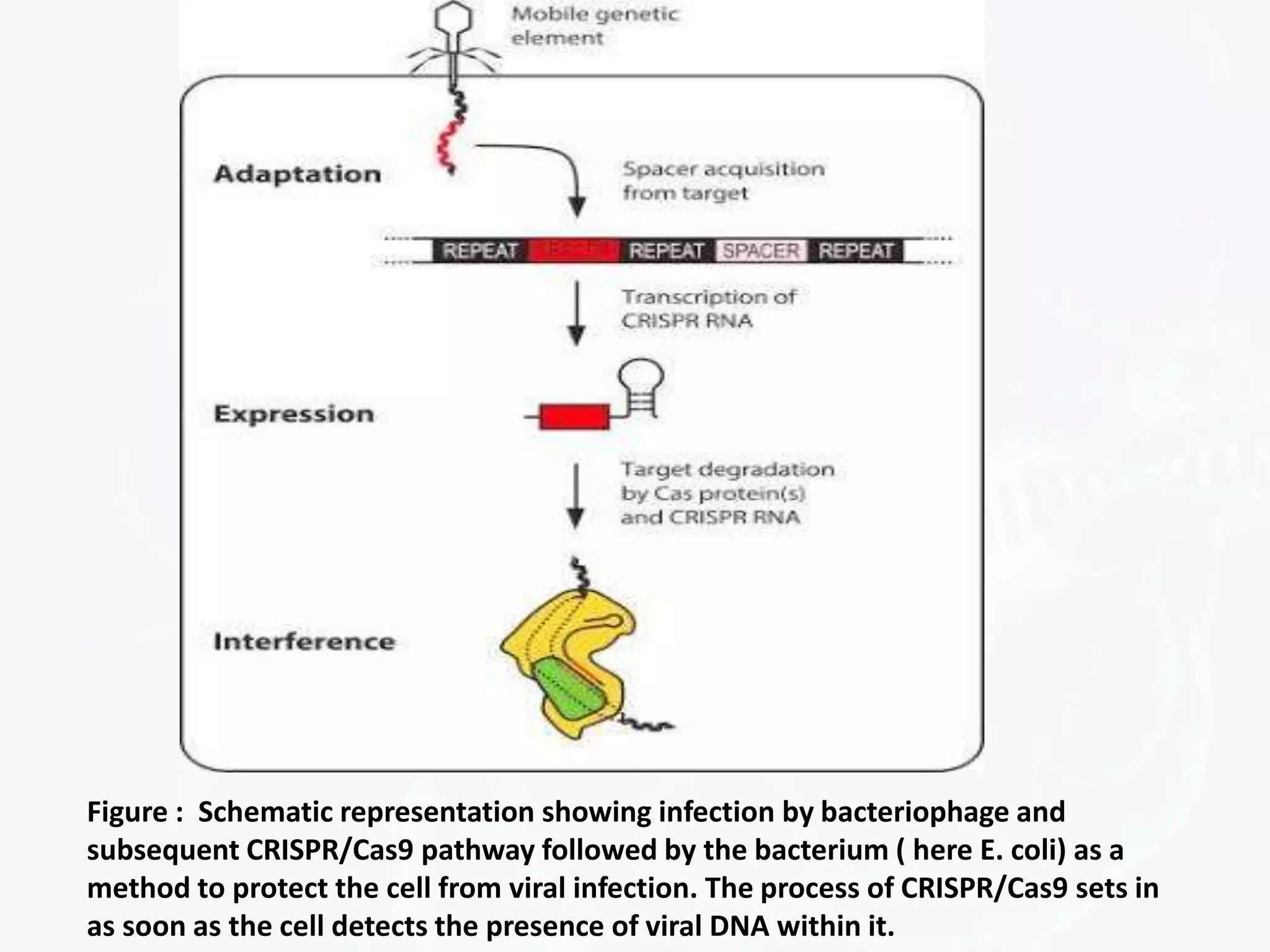 CRISPR/CAS9 ppt by sanjana pandey | PPTX | Programming Languages | Computing