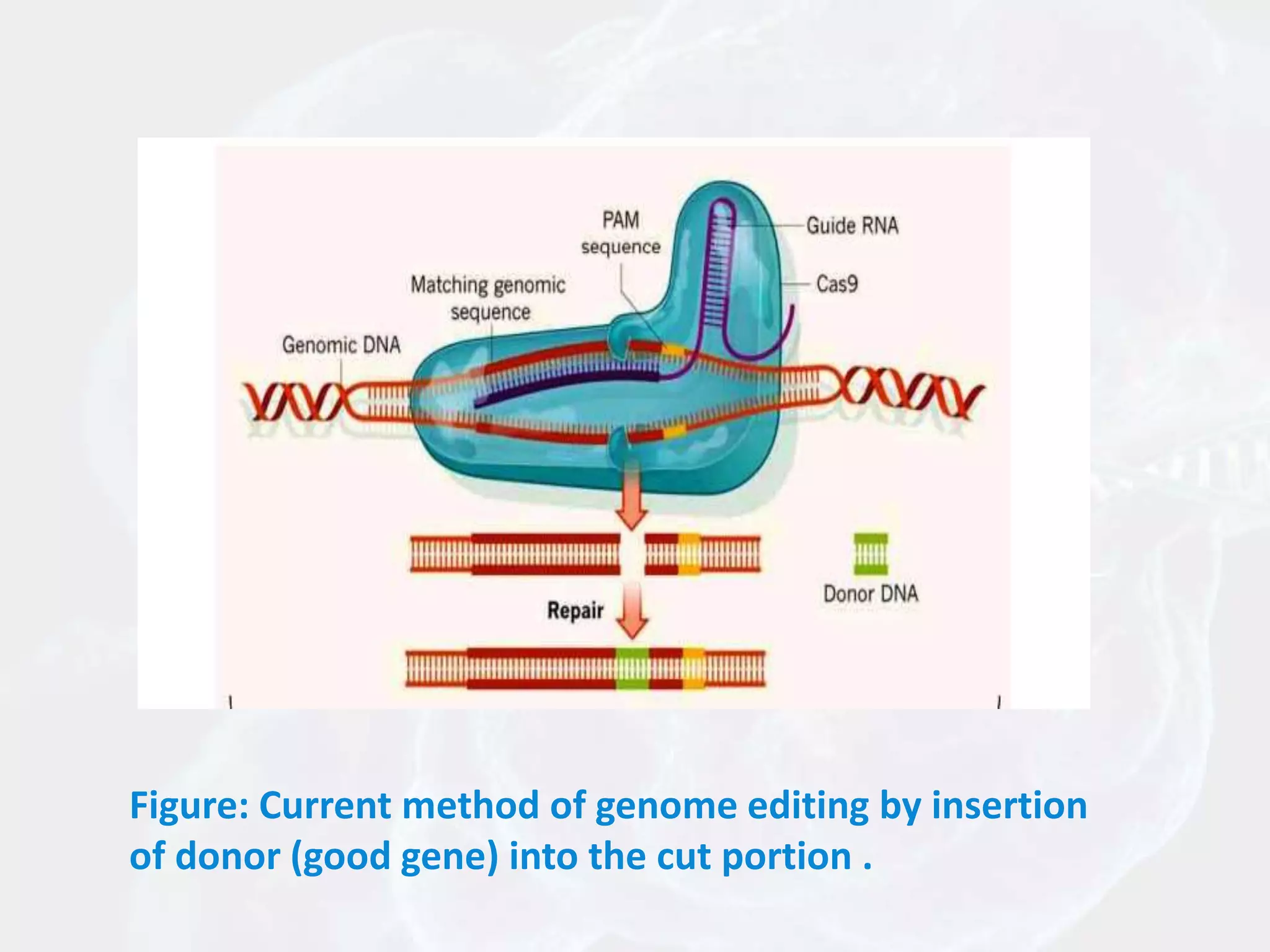 CRISPR/CAS9 ppt by sanjana pandey | PPTX | Programming Languages ...
