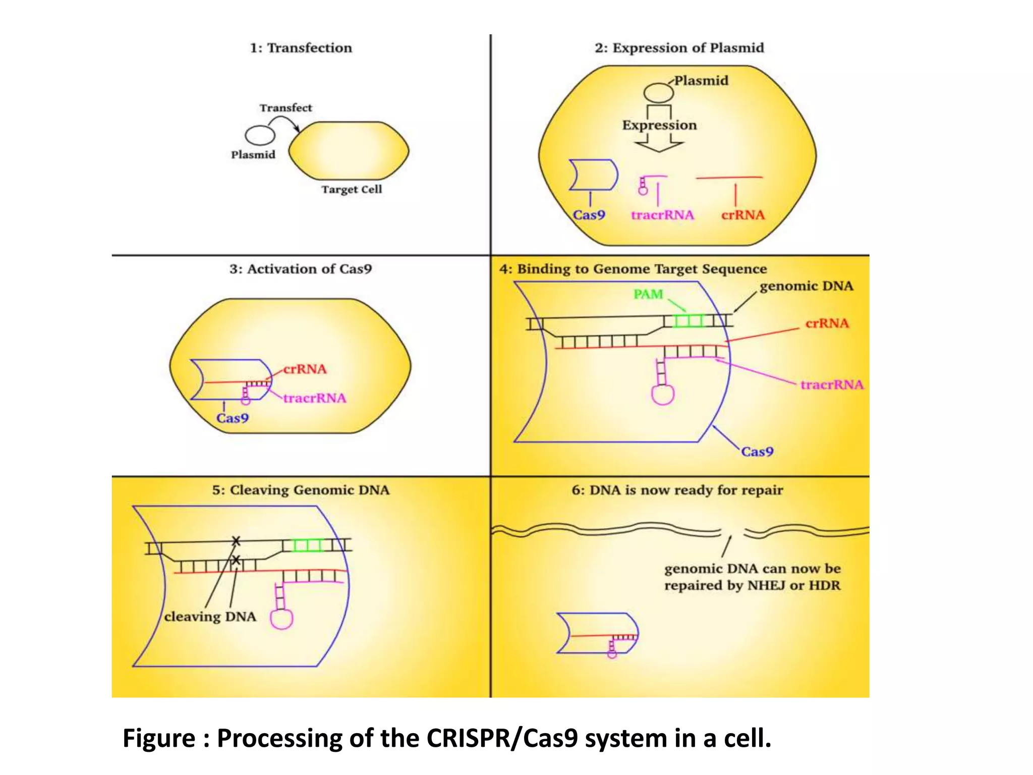 CRISPR/CAS9 ppt by sanjana pandey | PPTX | Programming Languages | Computing