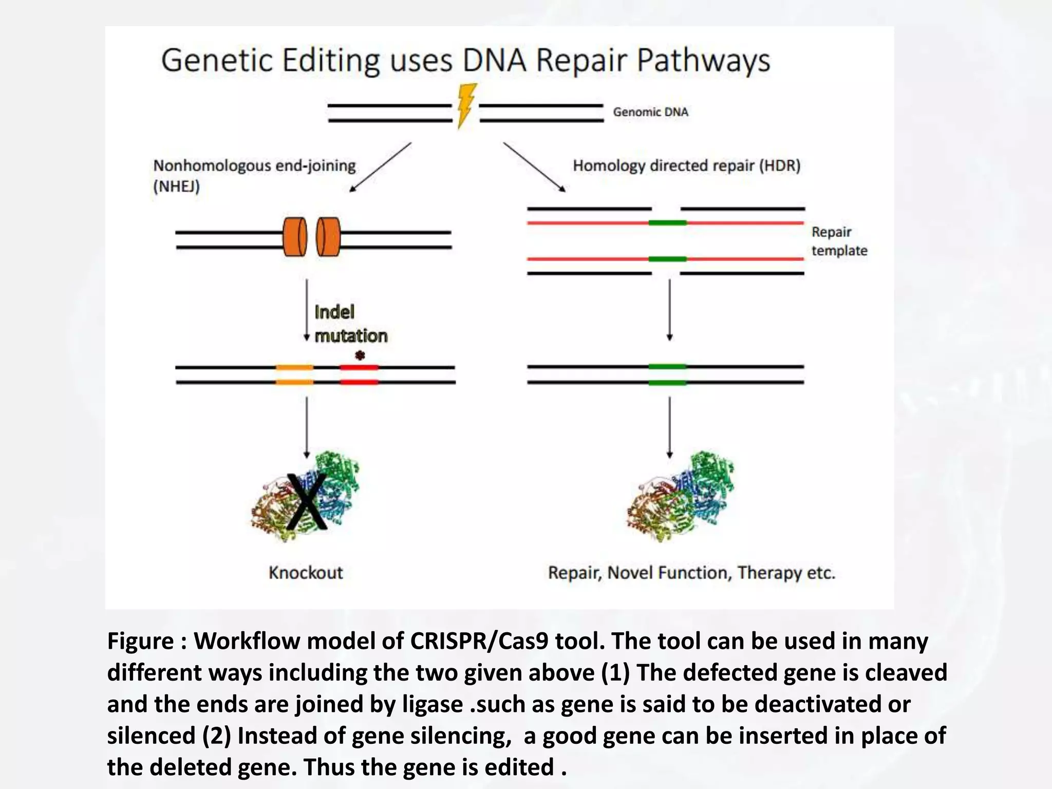CRISPR/CAS9 ppt by sanjana pandey | PPTX