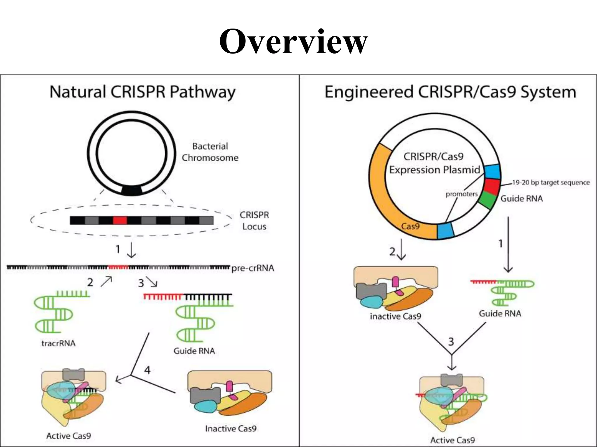 CRISPR/CAS9 ppt by sanjana pandey | PPTX | Programming Languages | Computing