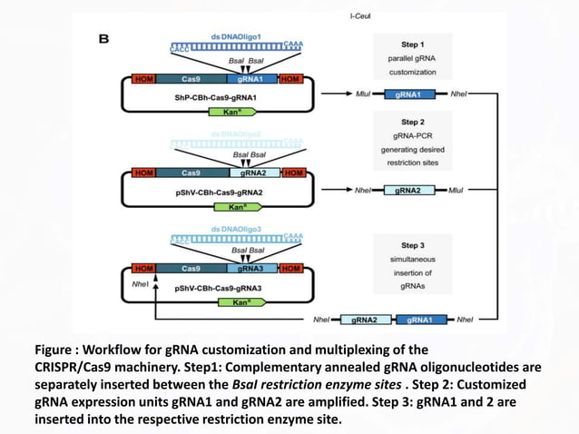 CRISPR/CAS9 ppt by sanjana pandey | PPTX | Programming Languages | Computing