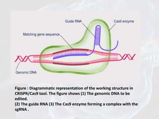 CRISPR/CAS9 ppt by sanjana pandey | PPTX