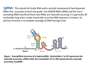 CRISPR/CAS9 ppt by sanjana pandey | PPTX