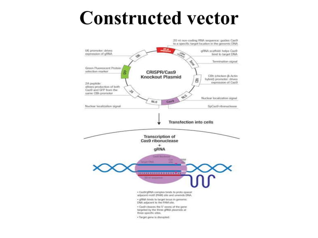 CRISPR/CAS9 ppt by sanjana pandey | PPTX | Programming Languages ...