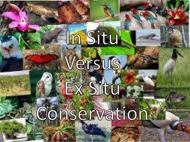 In Situ vs Ex Situ Conservation
