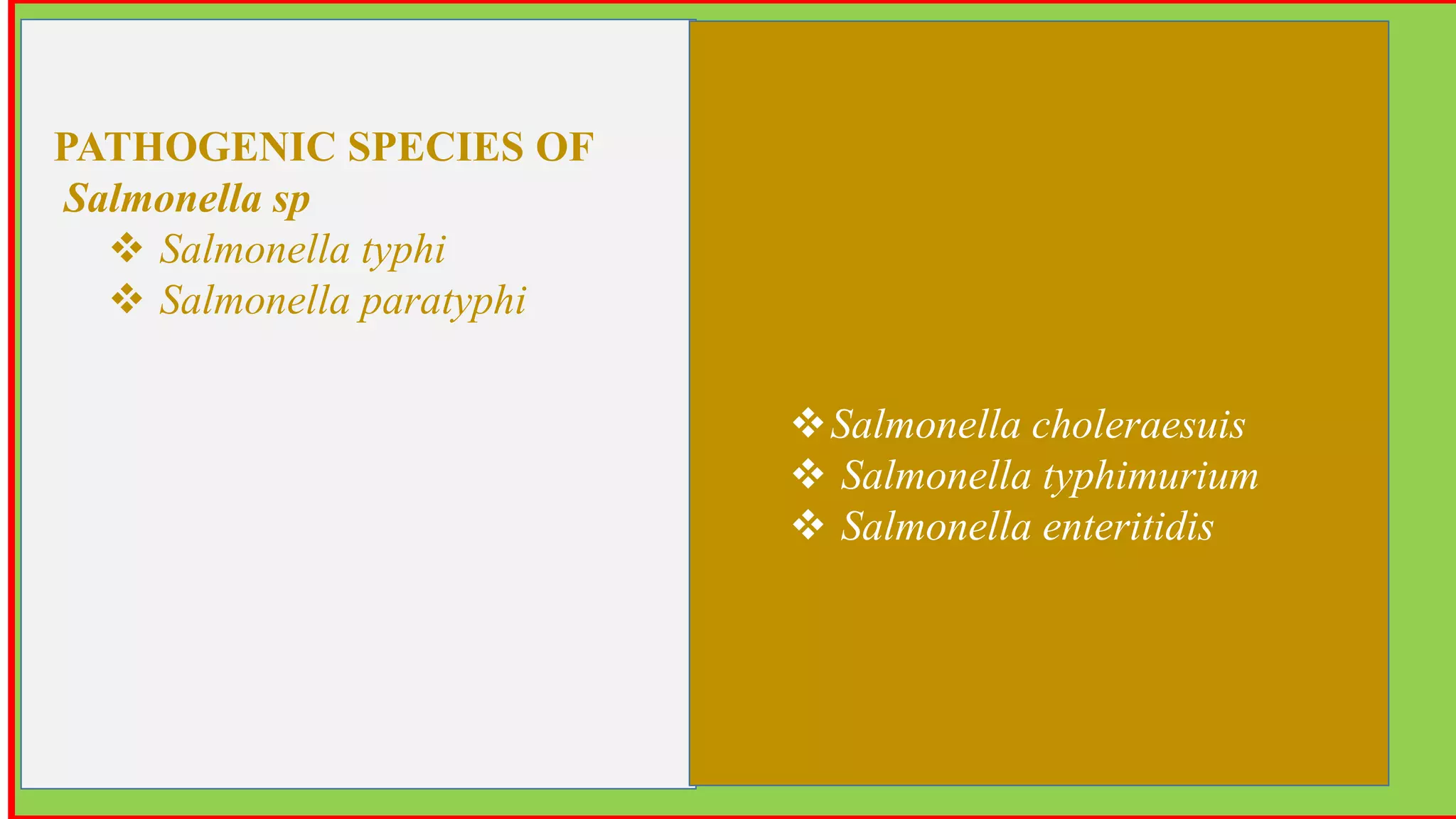 Salmonella sp., | PPTX