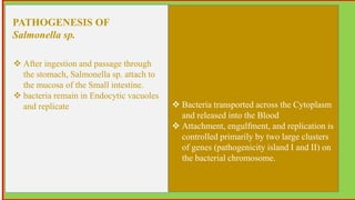 Salmonella sp., | PPTX