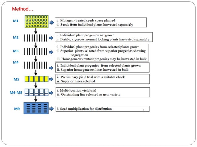 Role of mutation breding in crop improvement | PPTX