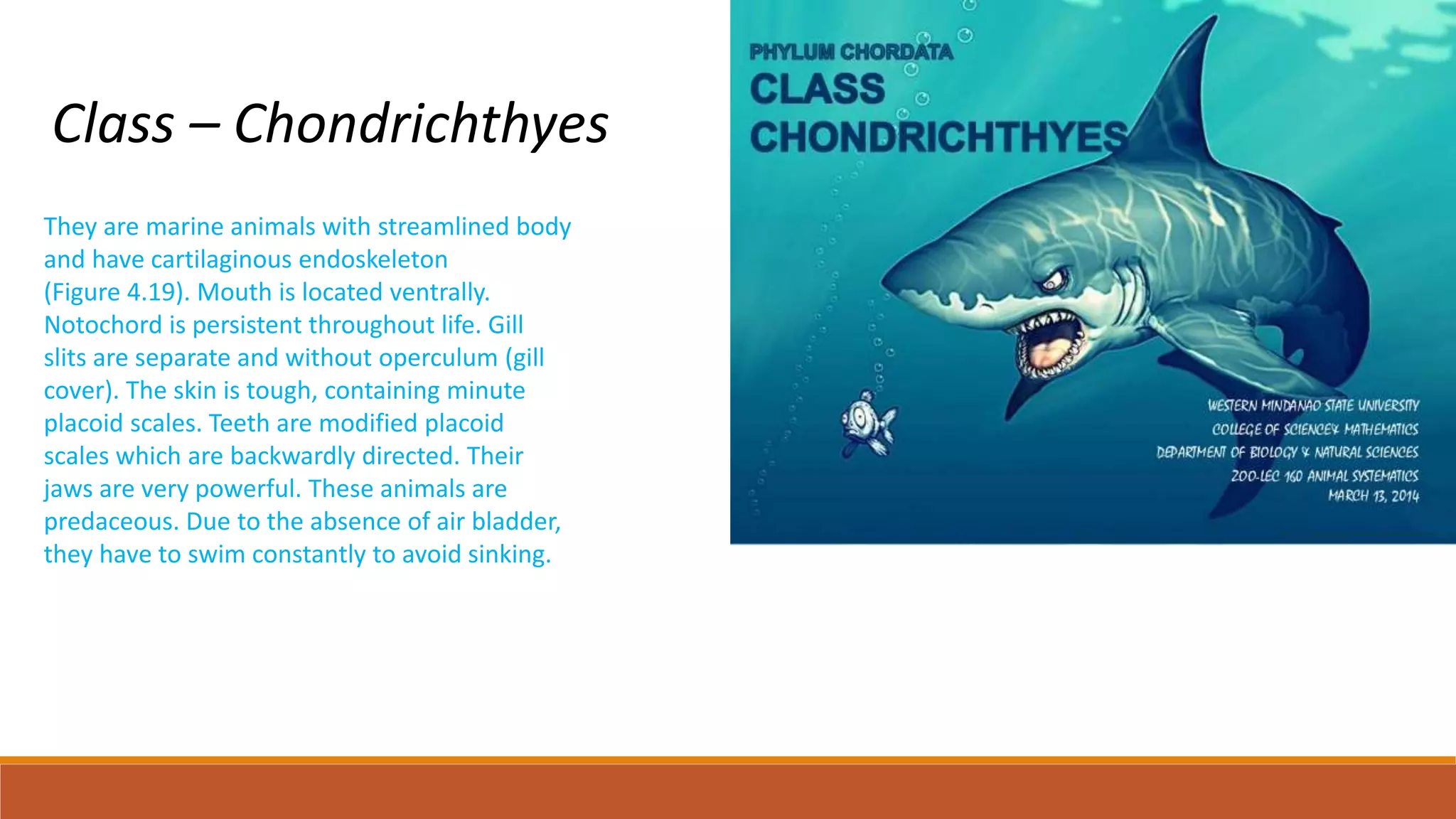 Animal kingdom | PPTX