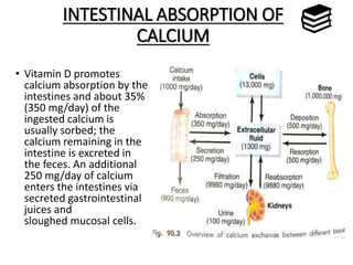 heartbeat - contraction and relaxation 9iiii | PPT
