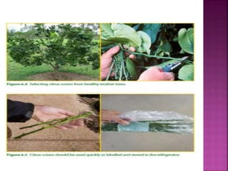 Prepartion of scion material of horticultural crops | PPTX