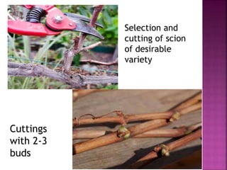 Prepartion of scion material of horticultural crops | PPTX