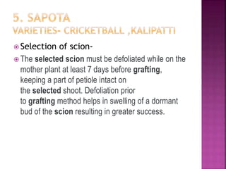 Prepartion of scion material of horticultural crops | PPTX
