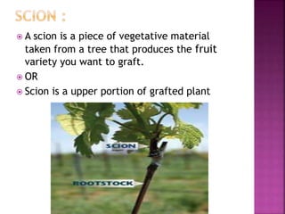 Prepartion of scion material of horticultural crops | PPTX