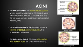 sanket parotid gland anatomy physiology ent | PPTX
