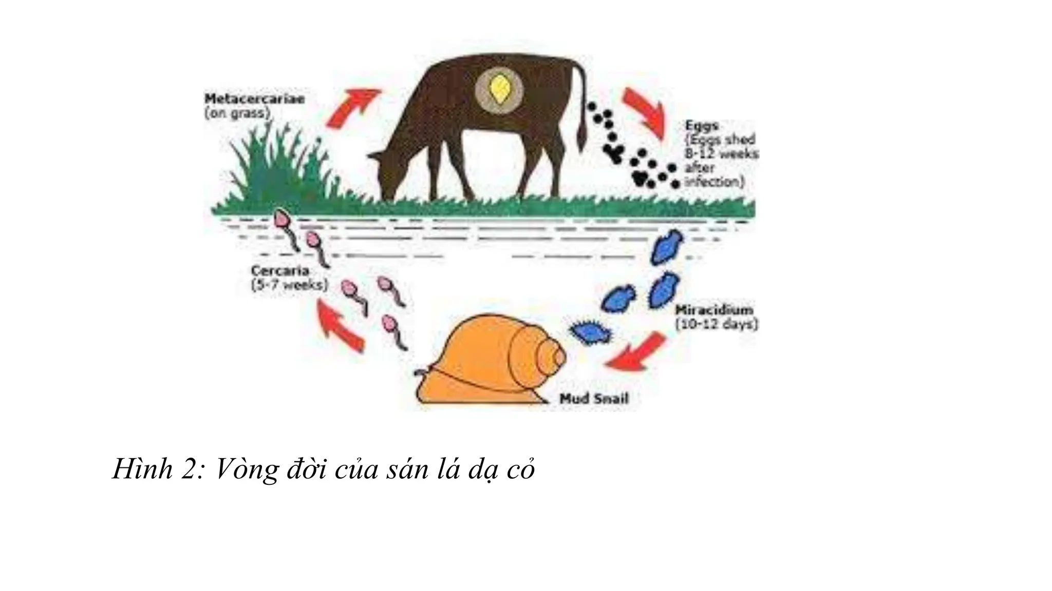 San la da co o trau bo (2) (1).pptx