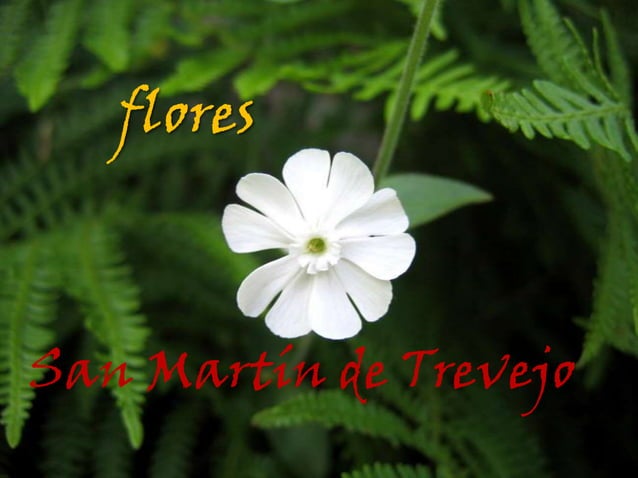 Flores de San Martín de Trevejo | PPTX | Gardening | Home & Garden