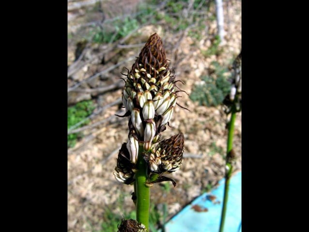 Flores de San Martín de Trevejo | PPTX | Gardening | Home & Garden