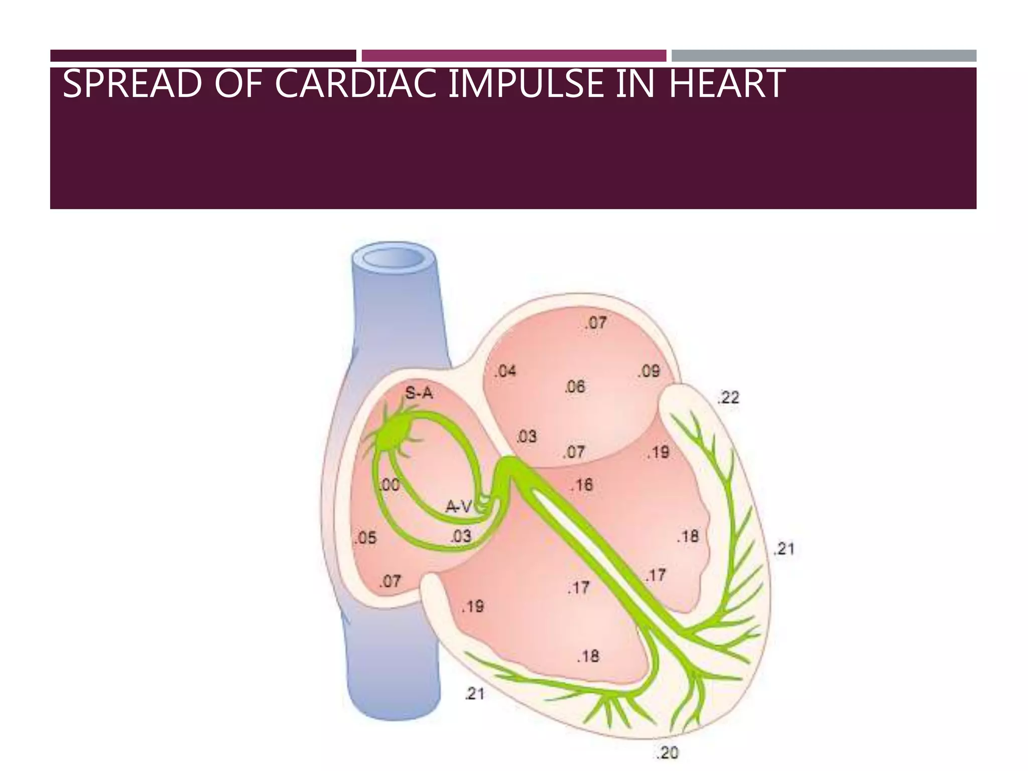 Sa nodal action potential, conducting system of heart and spread of ...