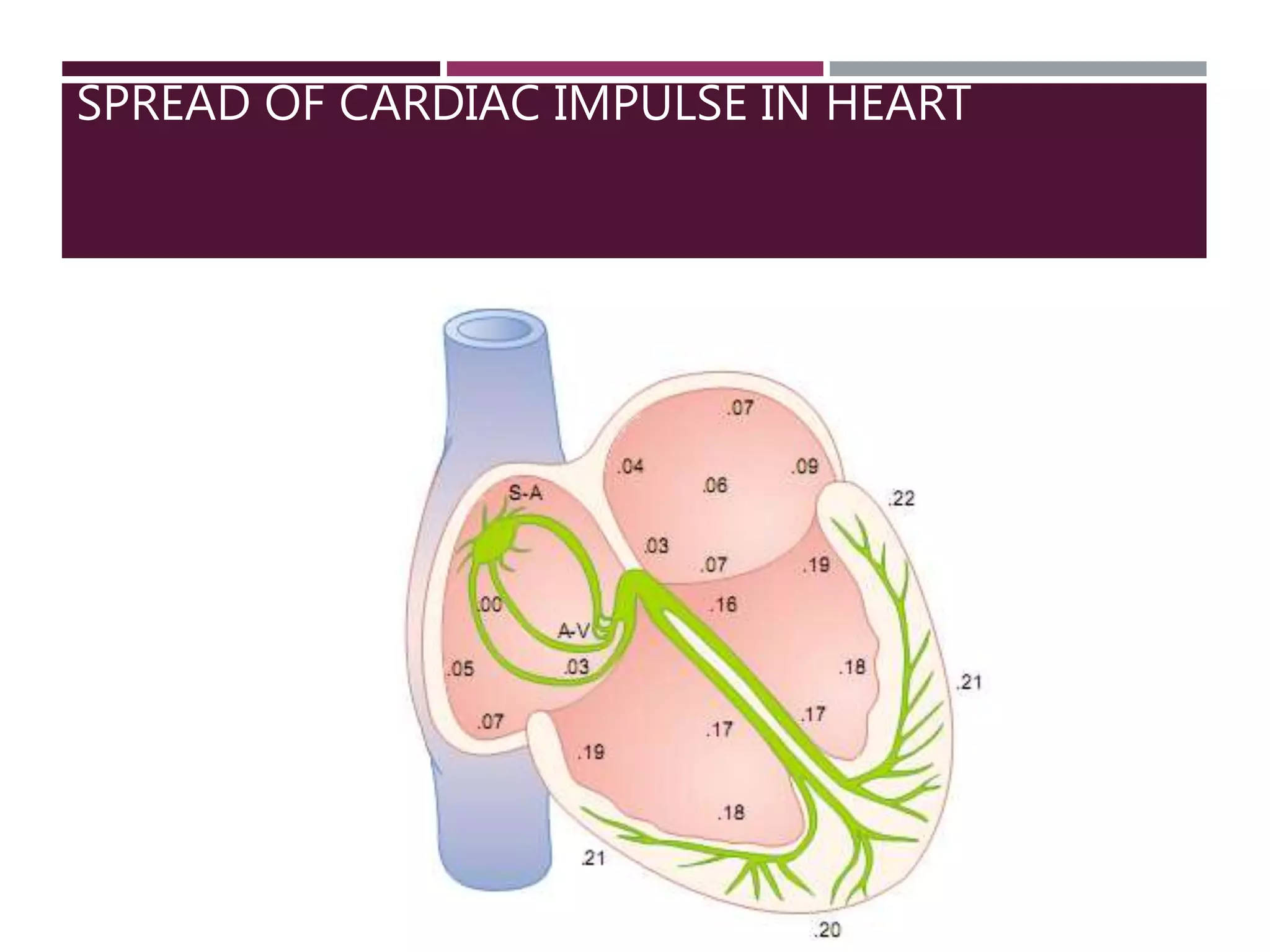 Sa nodal action potential, conducting system of heart and spread of ...