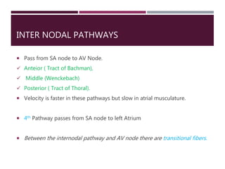 Sa nodal action potential, conducting system of heart and spread of ...