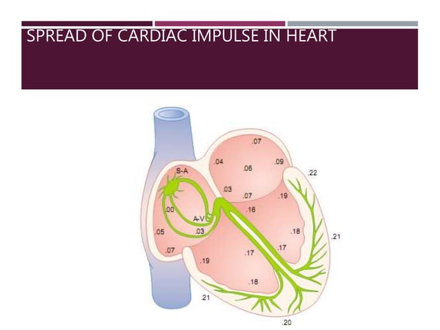 Sa nodal action potential, conducting system of heart and spread of ...