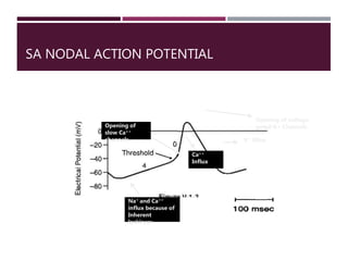 Sa nodal action potential, conducting system of heart and spread of cardiac impulse | PPTX