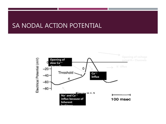 Sa nodal action potential, conducting system of heart and spread of ...