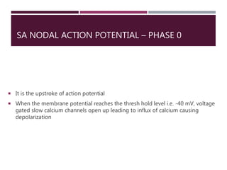 Sa nodal action potential, conducting system of heart and spread of ...