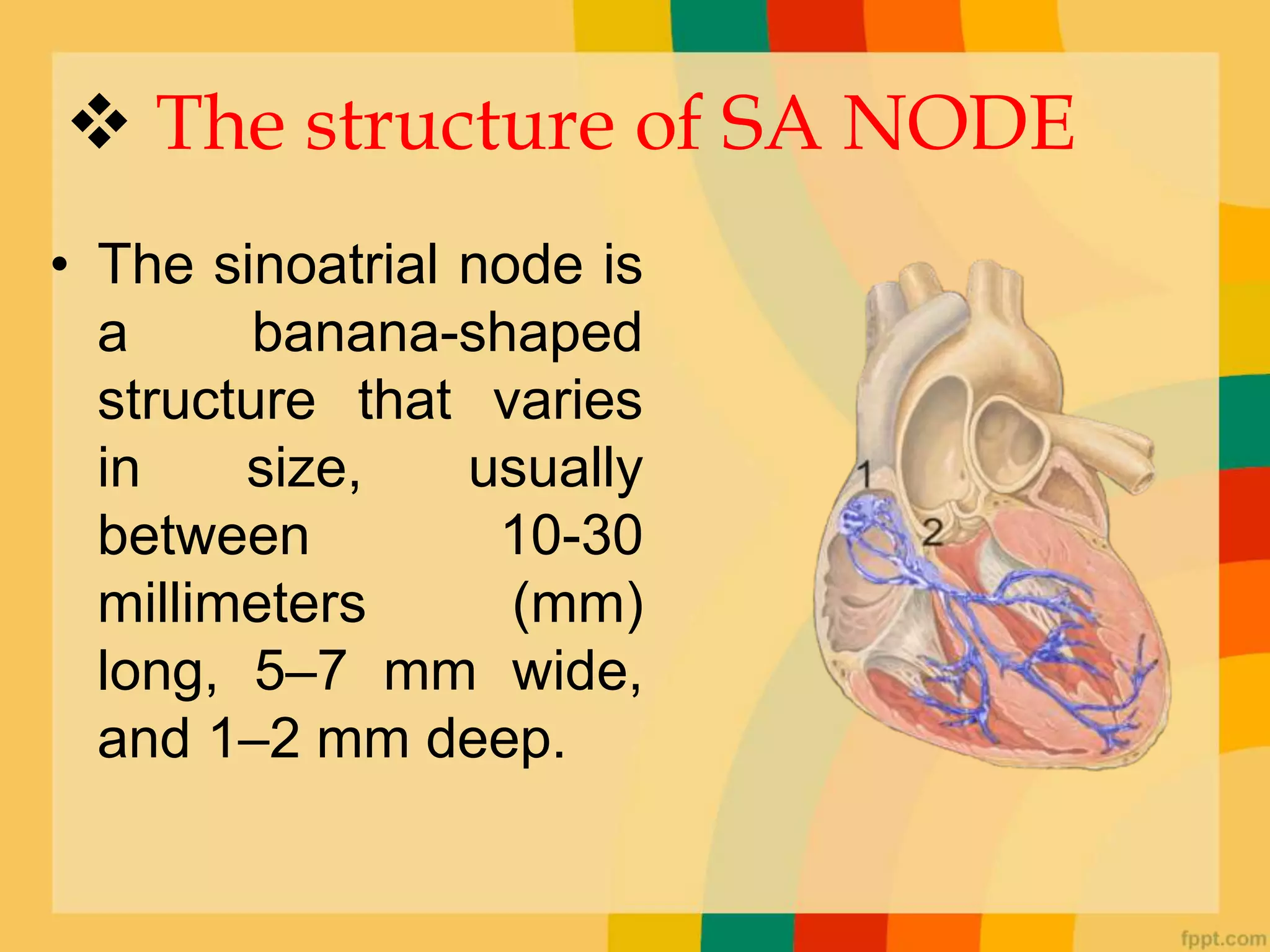 SINOATRIAL NODE | PPTX