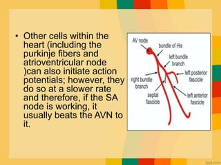 SINOATRIAL NODE | PPTX