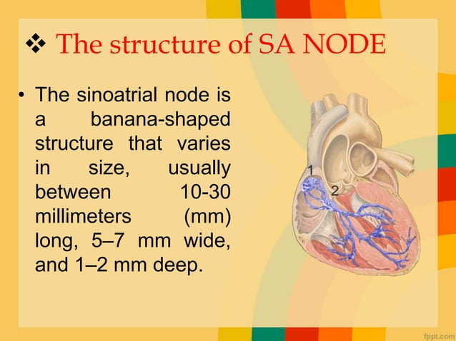 Sinoatrial Node Pptx