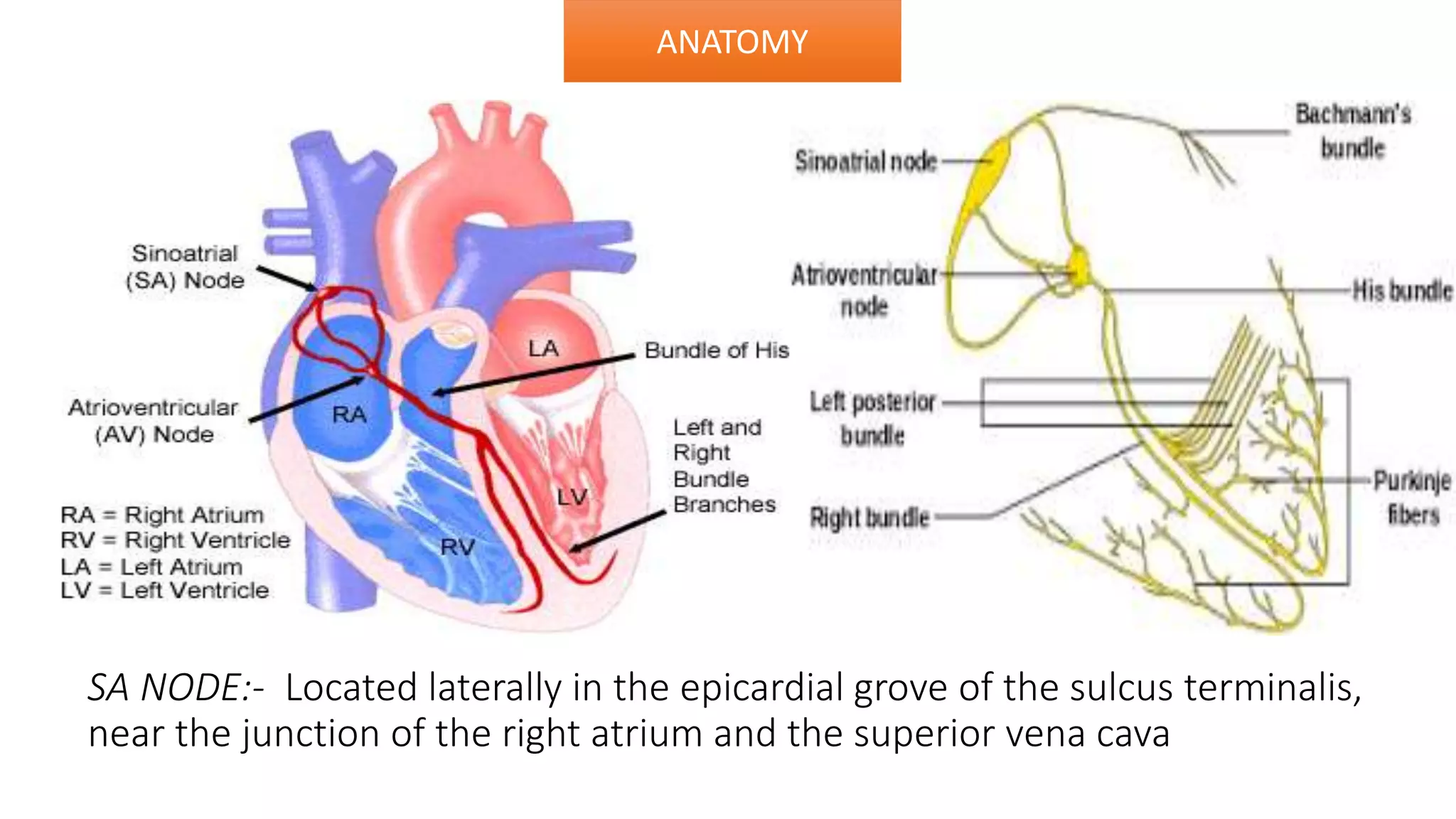 SINOATRIAL (SA) node | PPTX