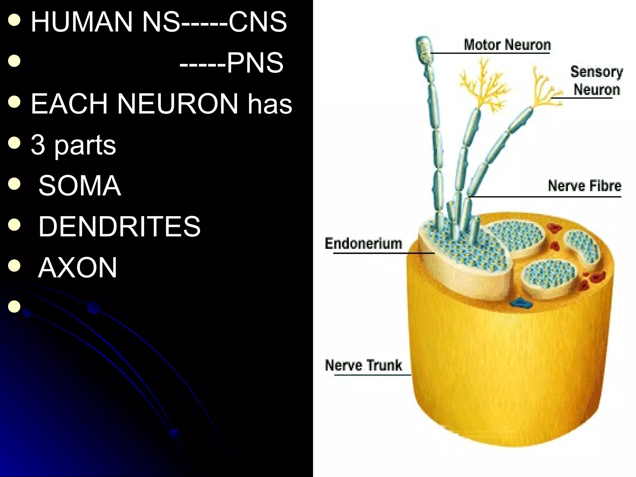 Approach to Peripheral Neuropathy | PPT