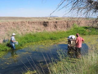 San Rafael Valley Fish Show | PPT