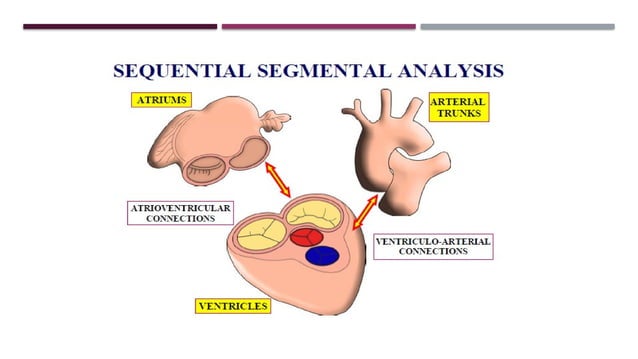 SEGMENTAL ANALYSIS of cardiac defects ppt | PPTX | Heart and ...