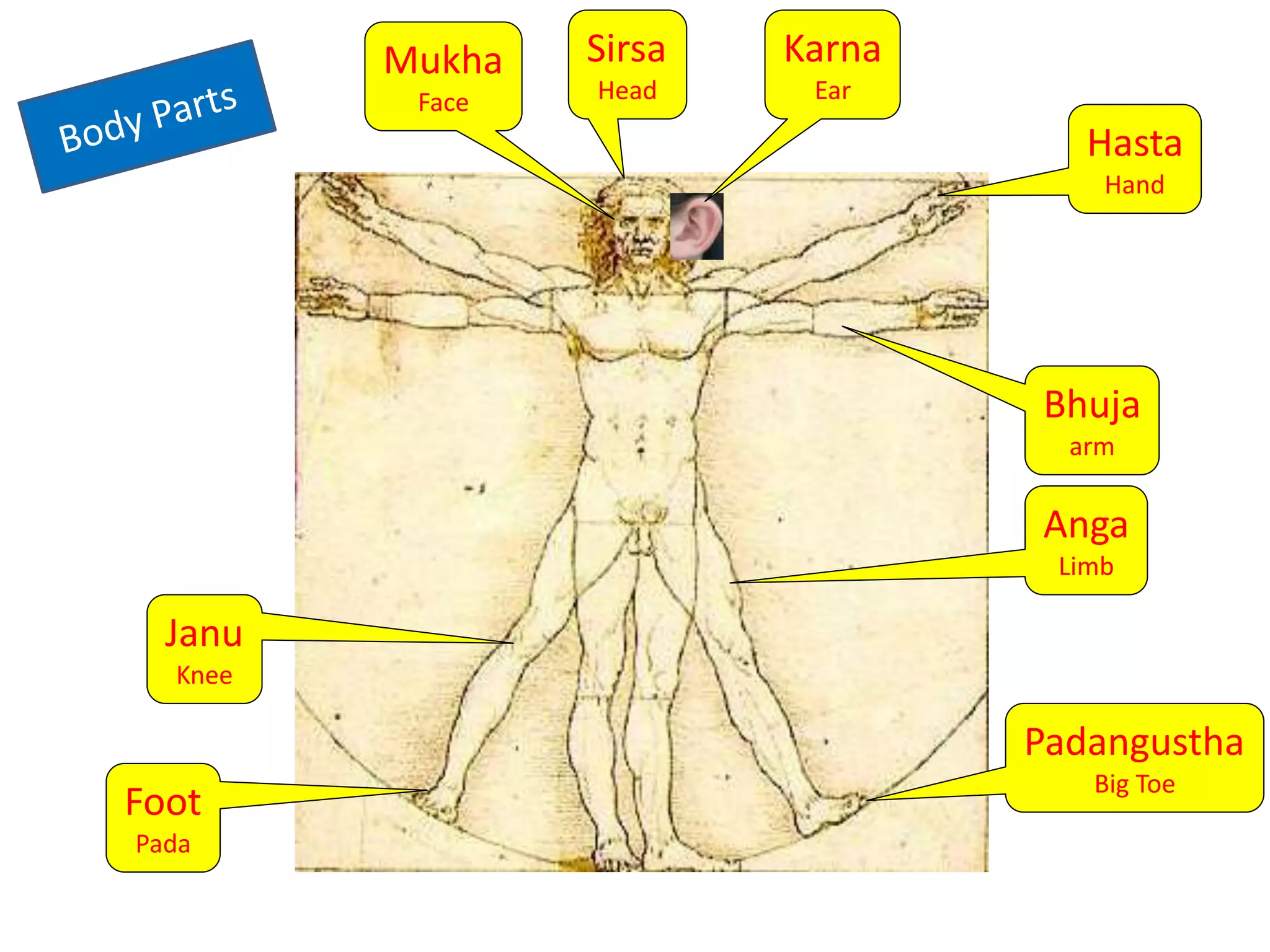Sanskrit Ashtanga Asana Names (Primary Series) | PPTX